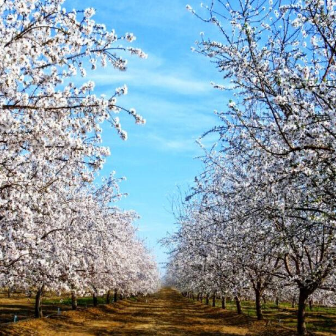 Butte County SELPA Home